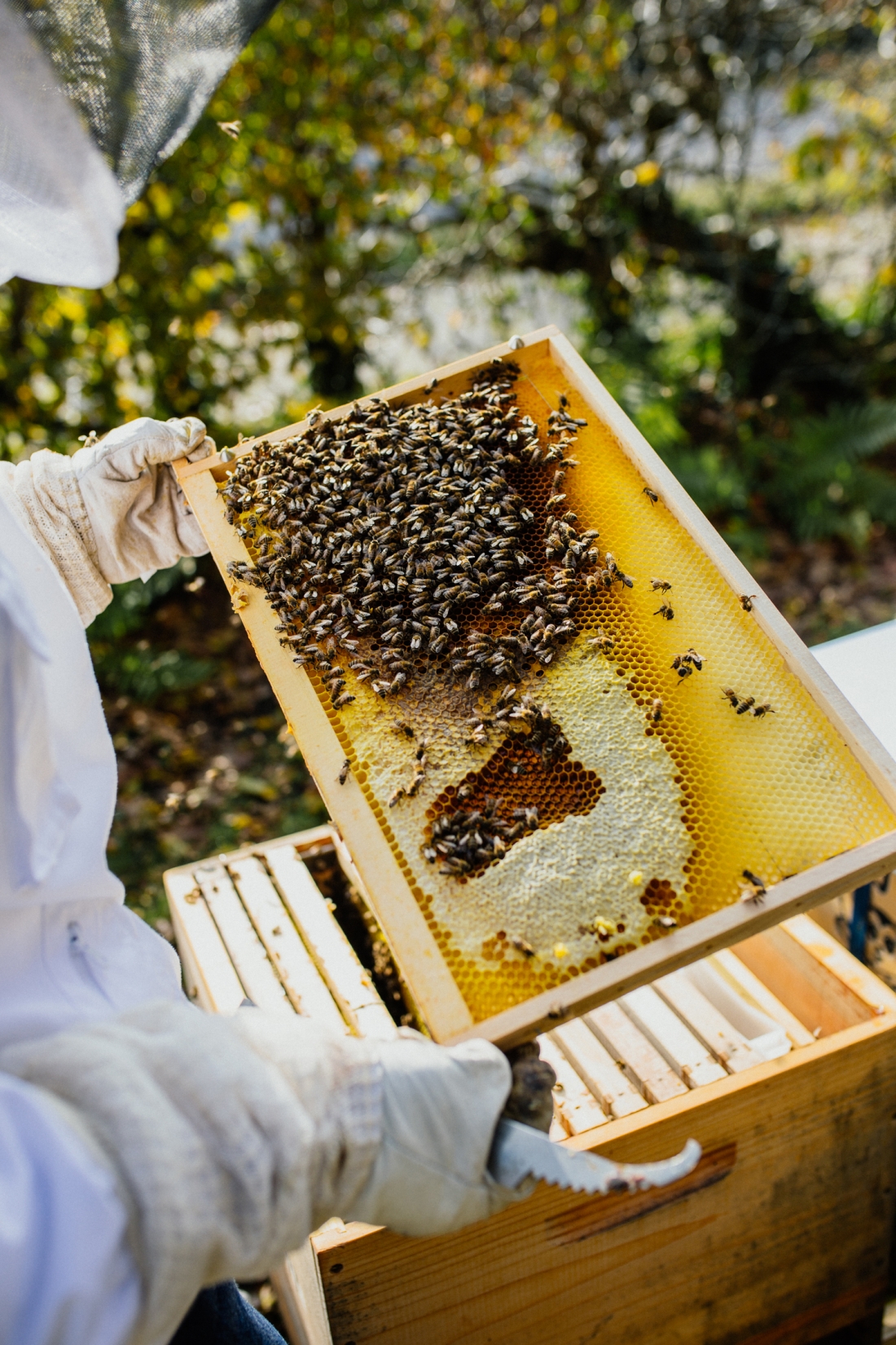 Julia Steinigeweg - Bee-Rent / BP Content